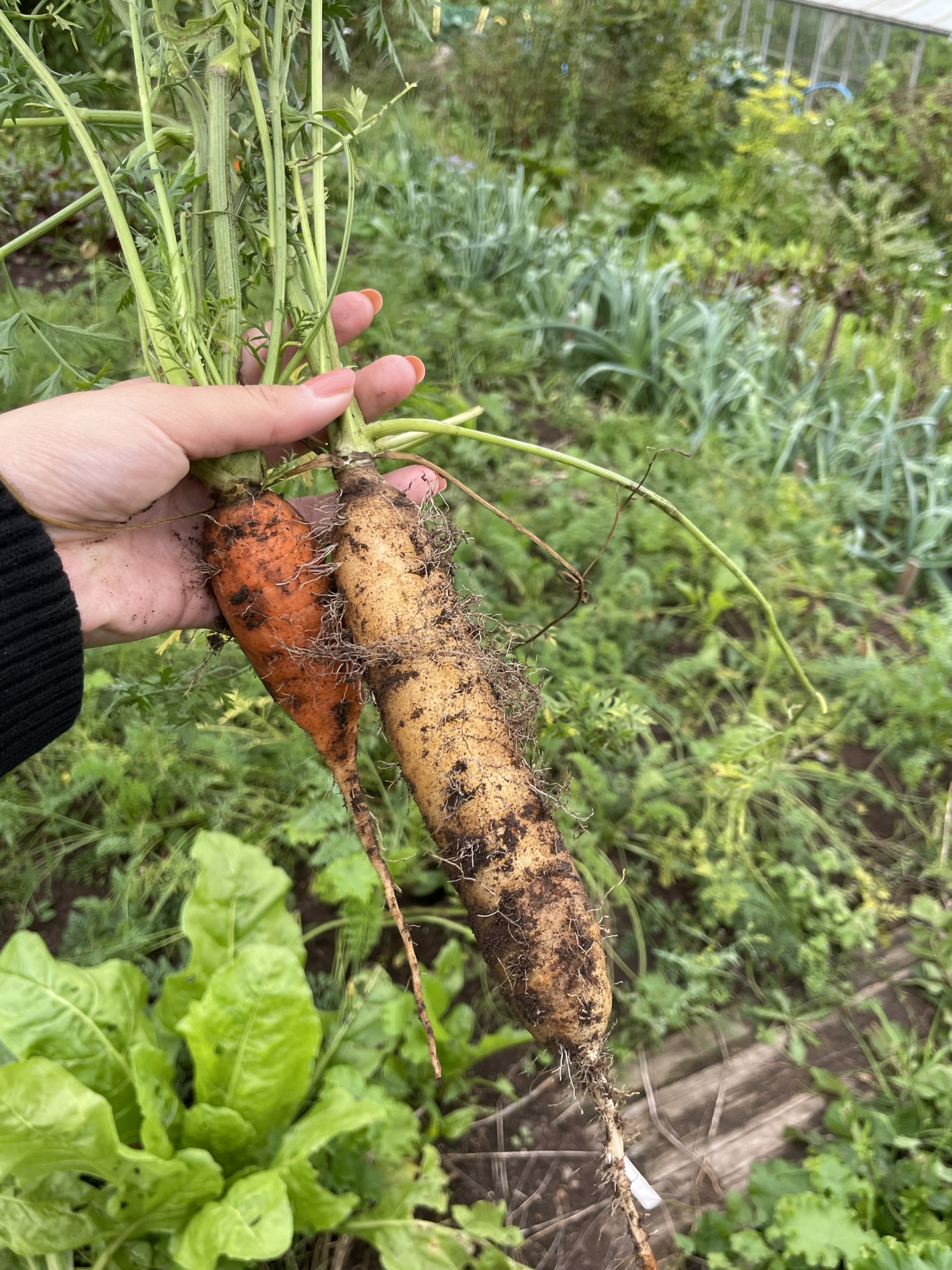 Bristol Community Food Gardens: Bridge Farm - Bristol Good Food 2030