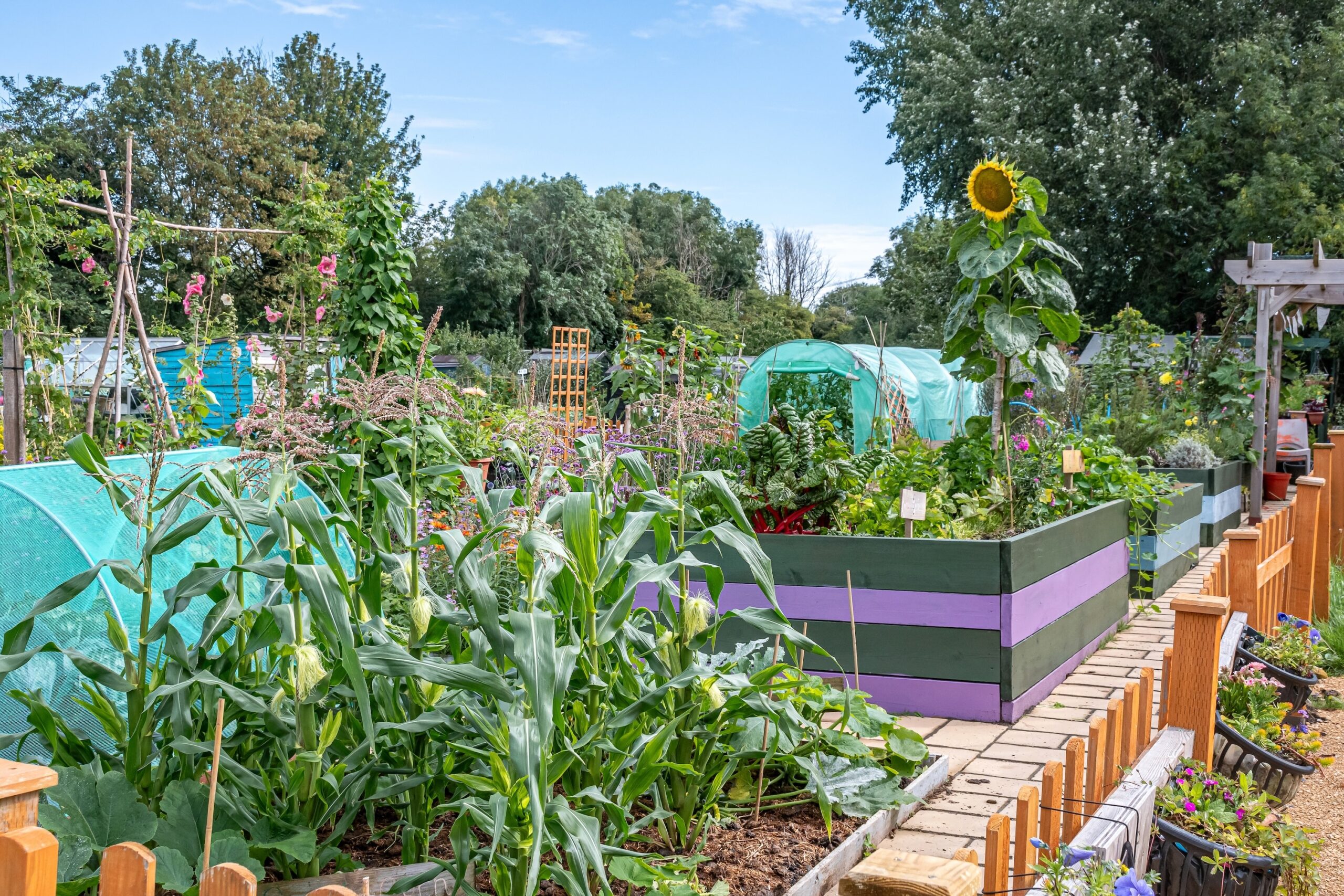 Local charity to open second dementia-friendly allotment in Bristol ...