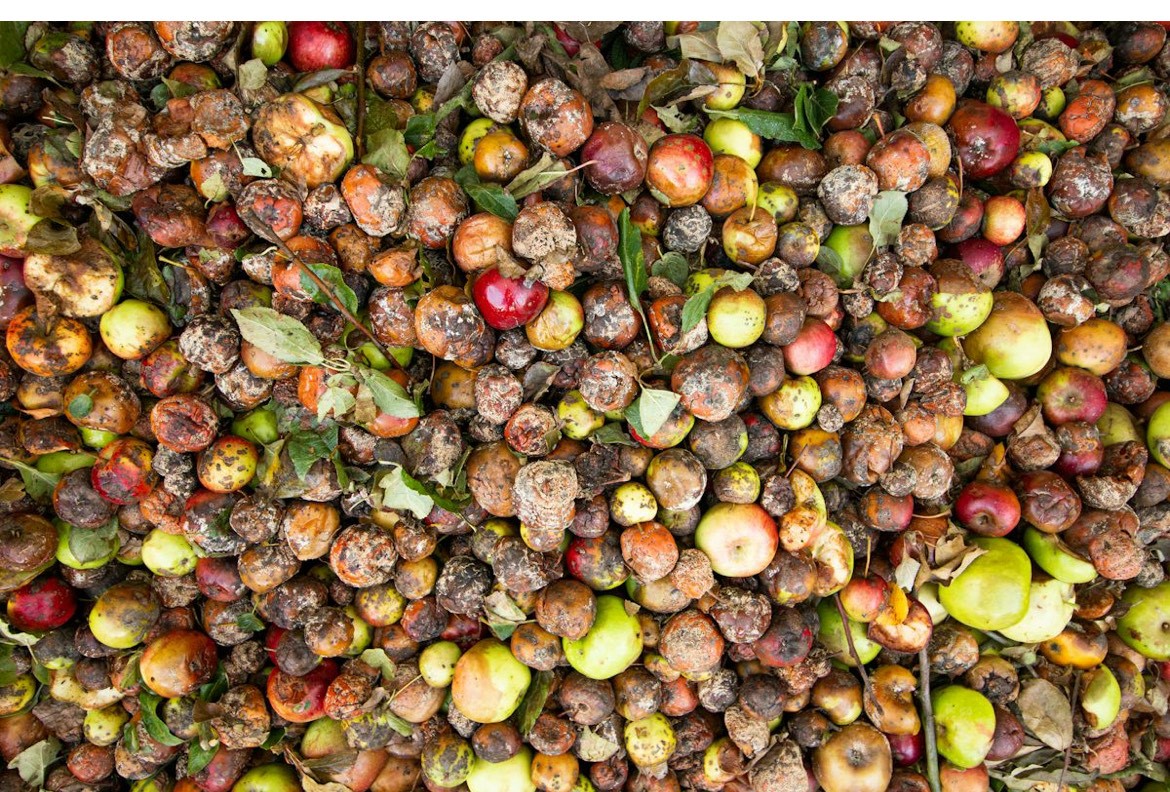 Leftovers: Bristol’s role in food waste history - Bristol Good Food 2030